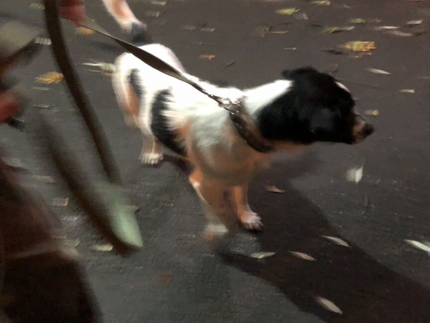 Найдена собака