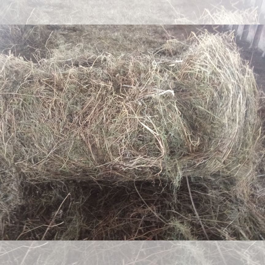 Продам сено в рулонах