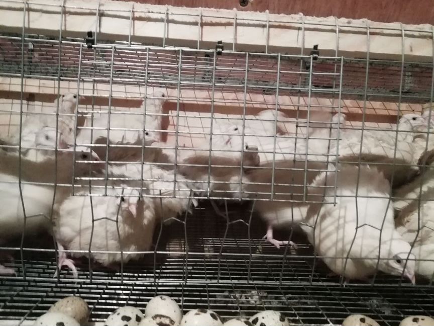 Перепела 5недель