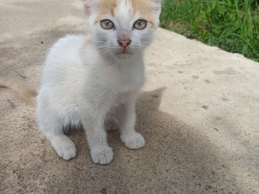 Отдам в добрые руки котят. 2,5 месяца. р