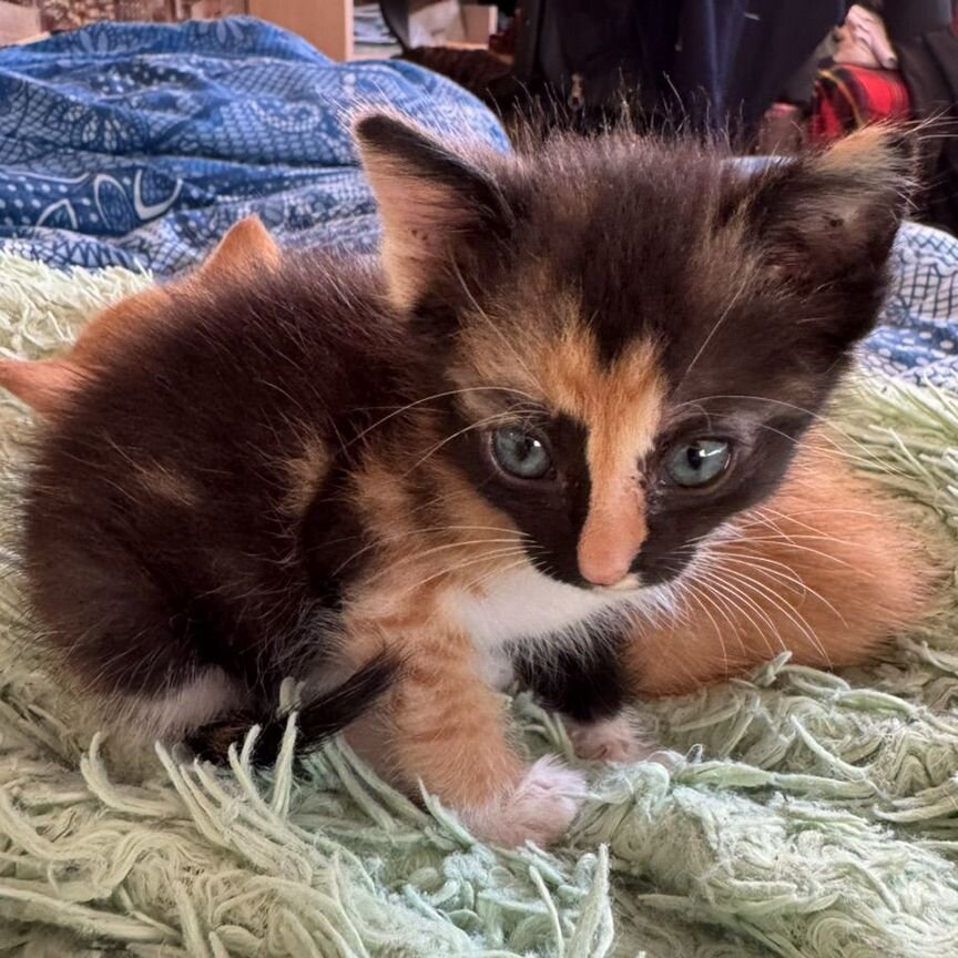 Отдам котят в добрые руки