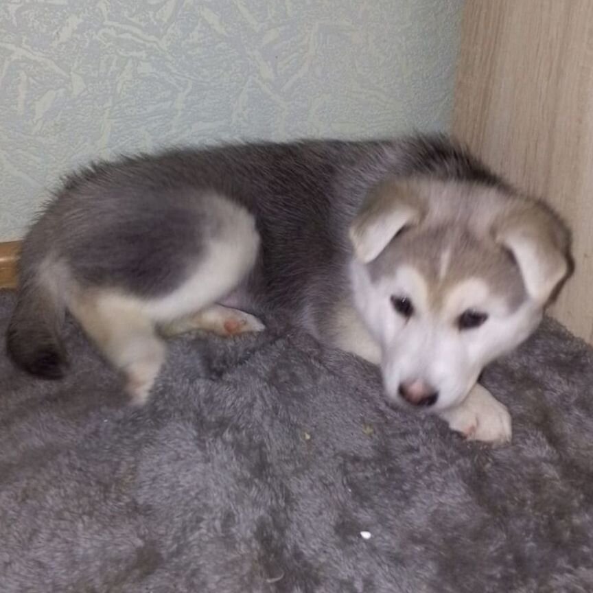 Чудесная девочка ищет дом