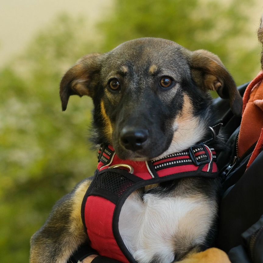 Щенки из приюта: весëлая Сальма