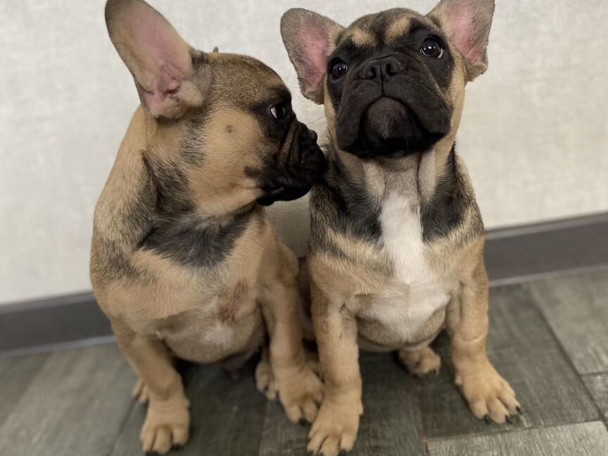 Французский бульдог