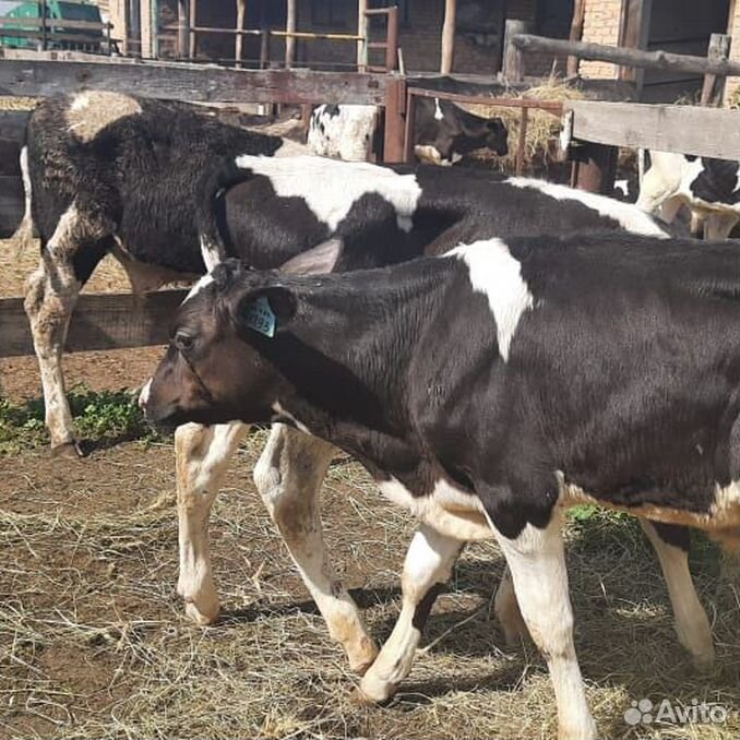 Телята бычки