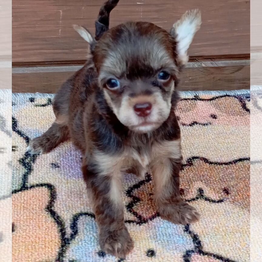 Китайская хохлатая, щенок