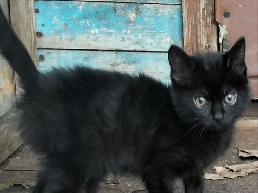 Найден чёрный котенок