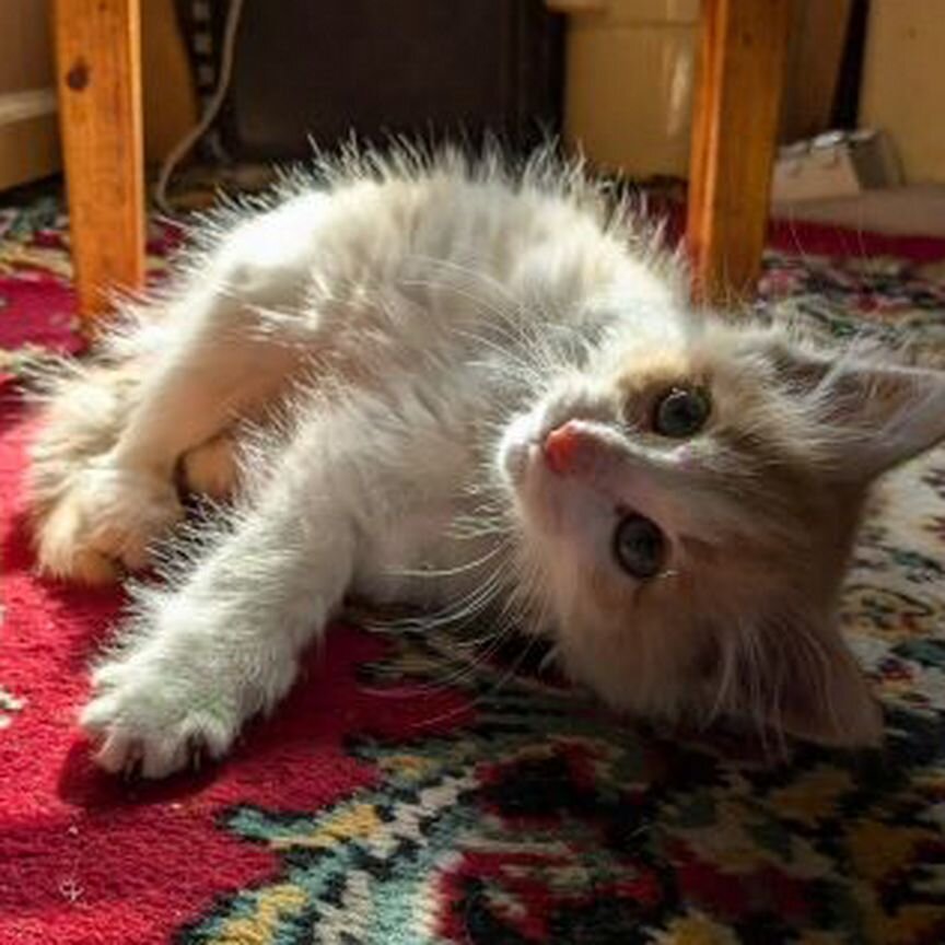 Котенок изумительный