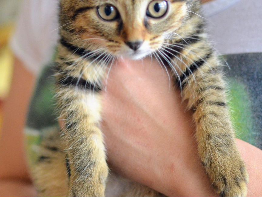 Котенок Тишка в добрые руки