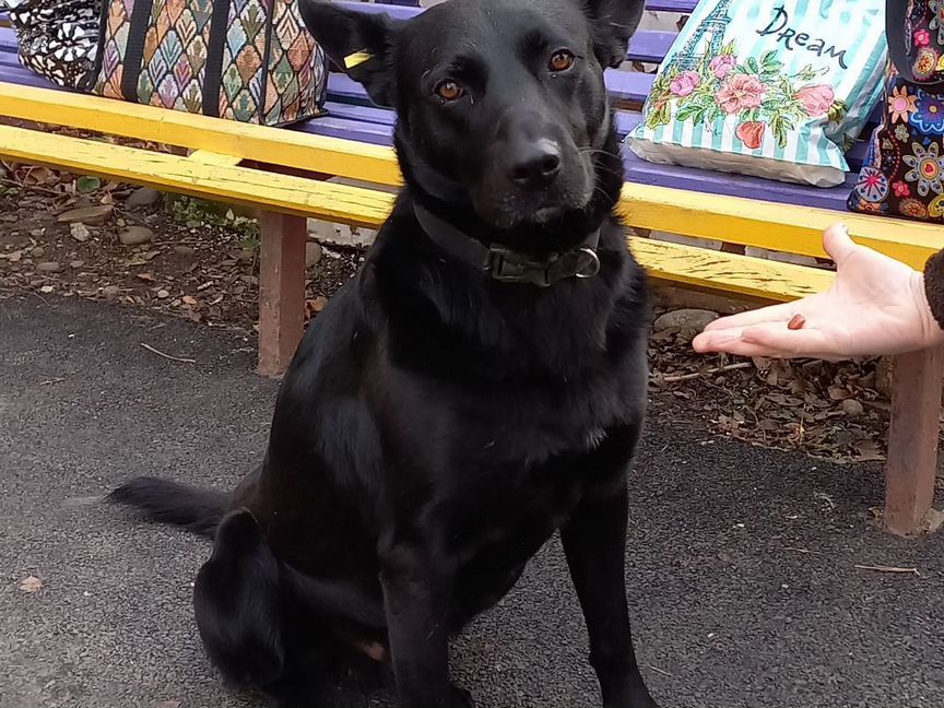 Собака в добрые руки