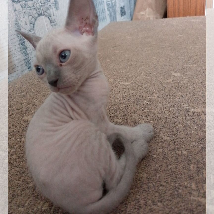 Донской сфинкс котёнок