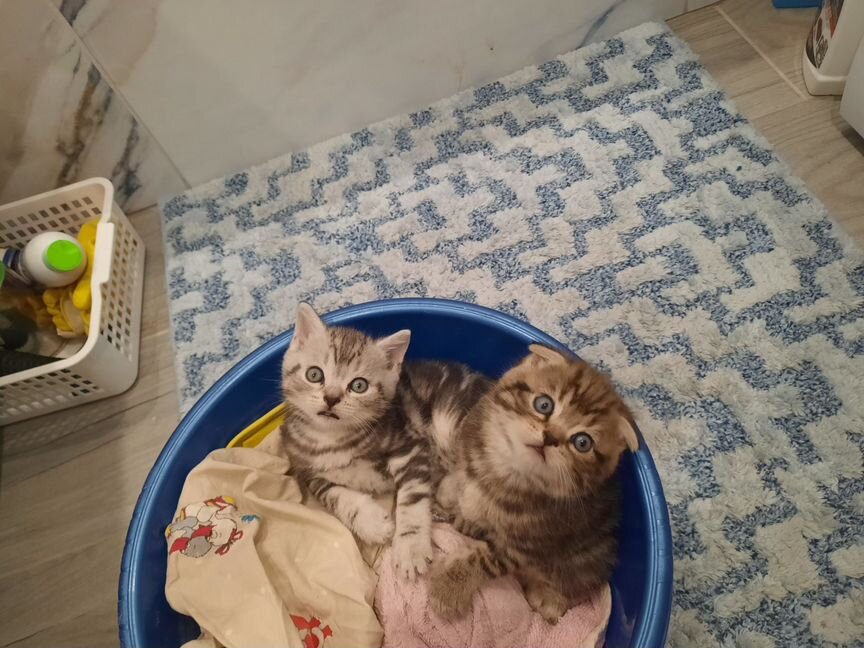 Котята шотландской вислоухой кошки
