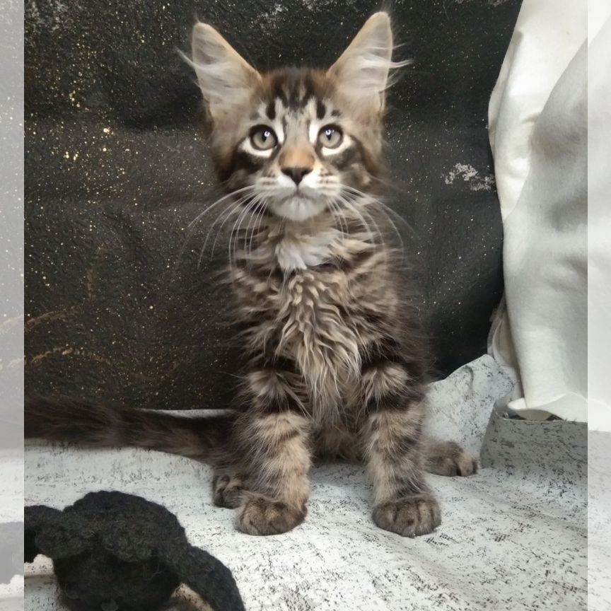 Мейн-кун котёнок