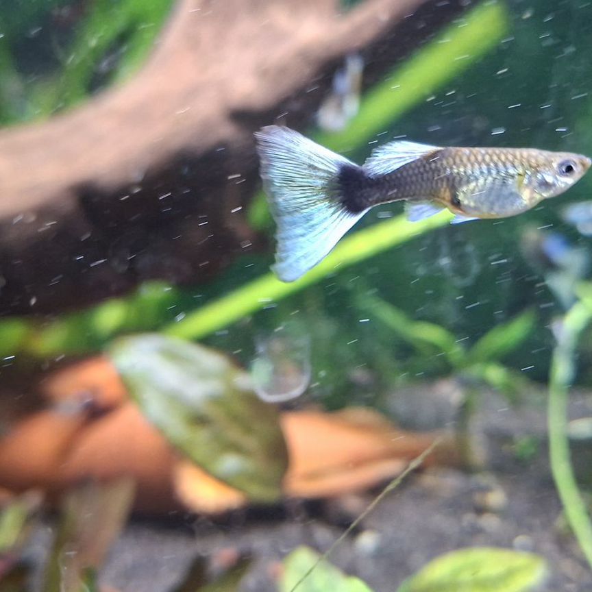 Аквариумные рыбки гуппи канадские