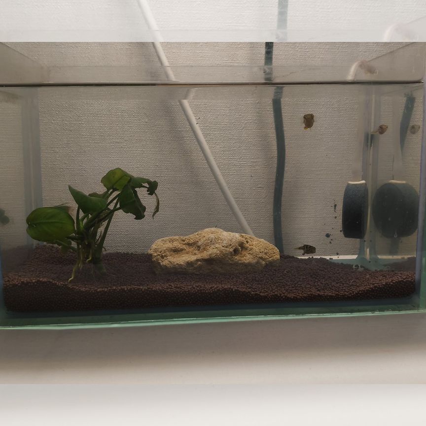 Карликовый тетрадон