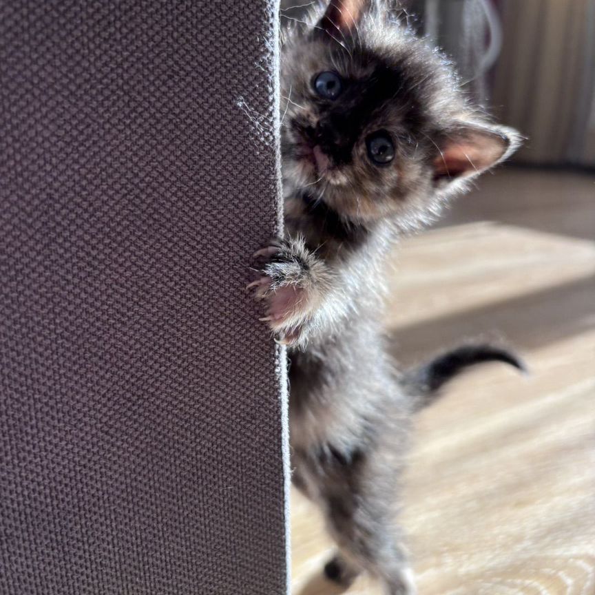 Котенок девочка в добрые руки