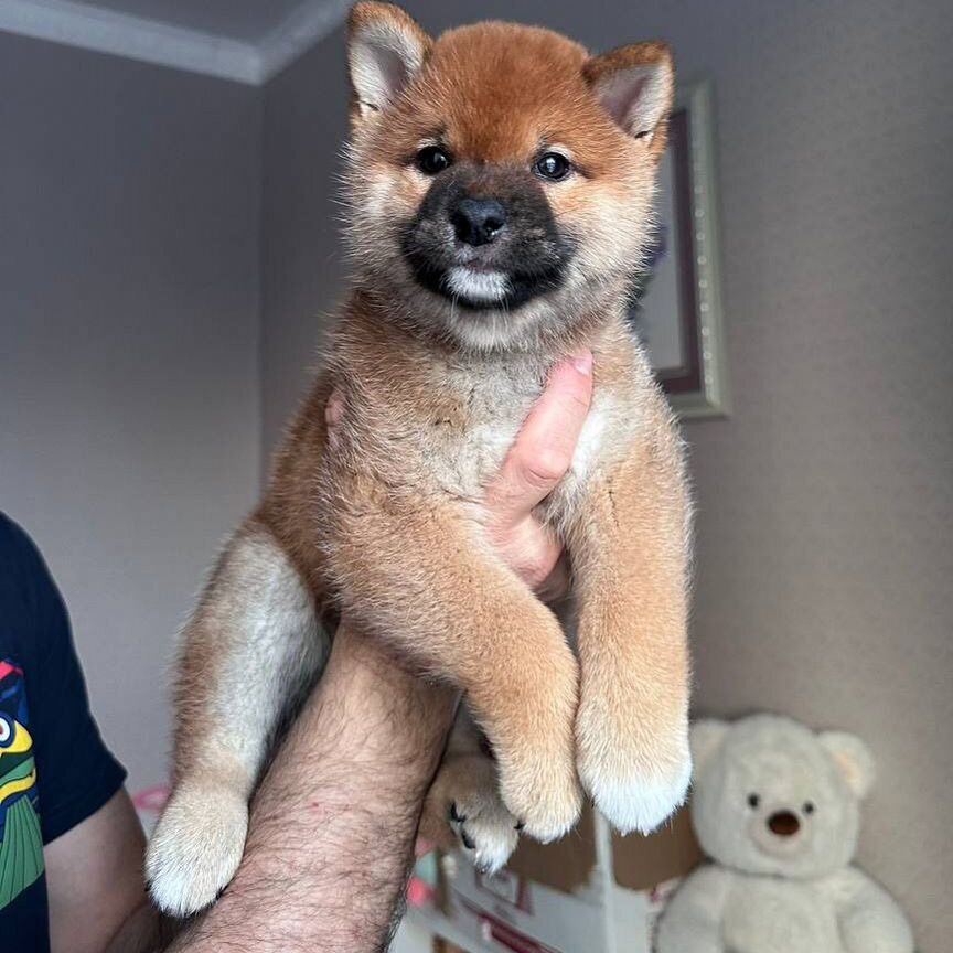 Сиба-ину, щенок