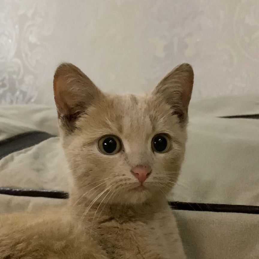 Рыжий котенок