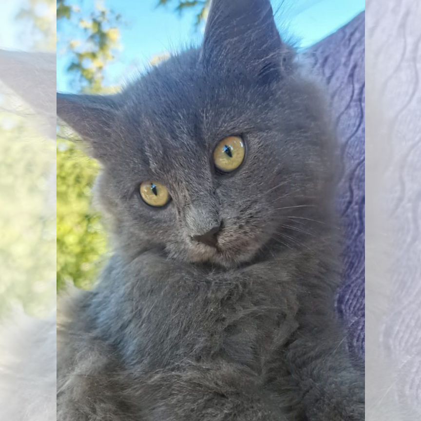 Ласковые котята ищут дом