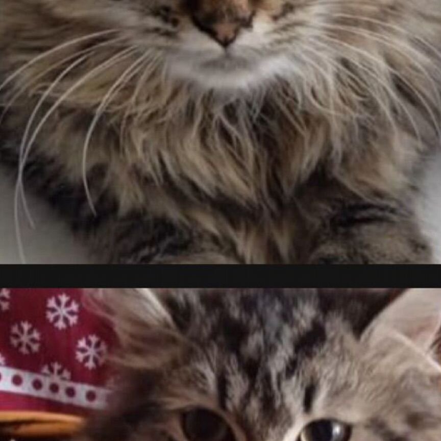 В добрые руки