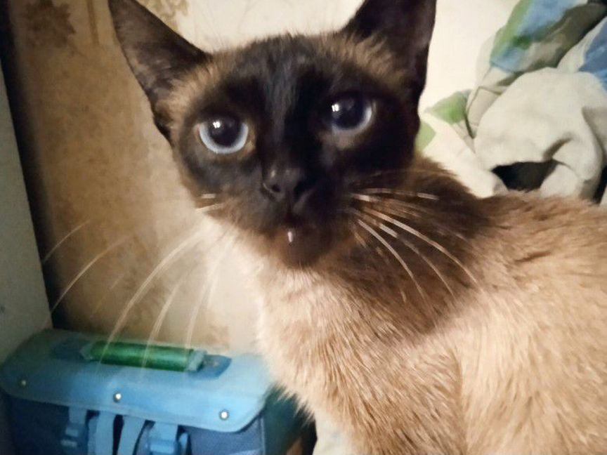 Тайская кошка