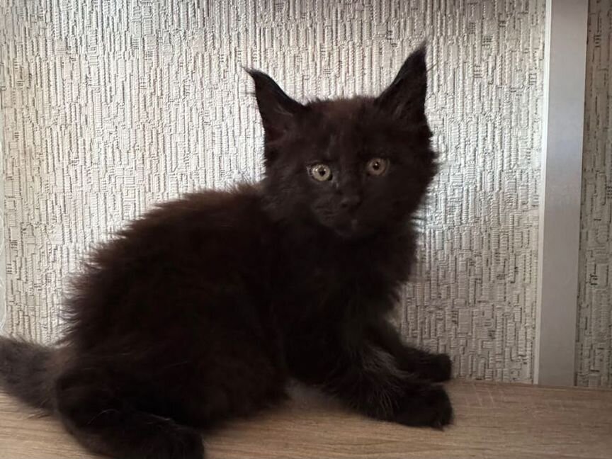 Котята мейн-кун