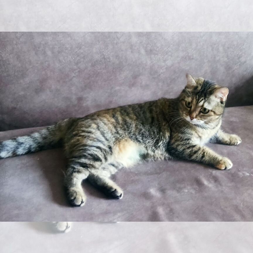 Алтайская кошка, взрослая