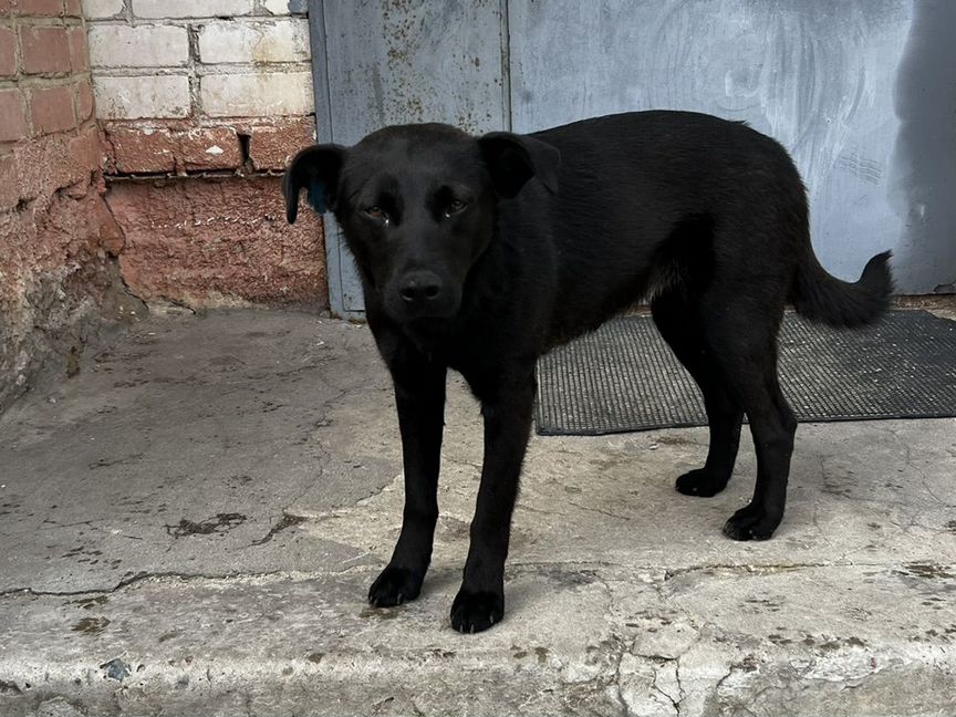 Собака в добрые руки