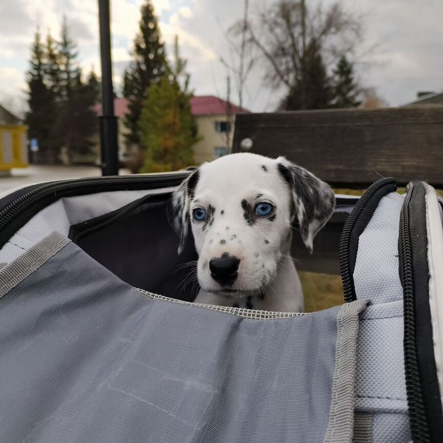 Щенки долматина