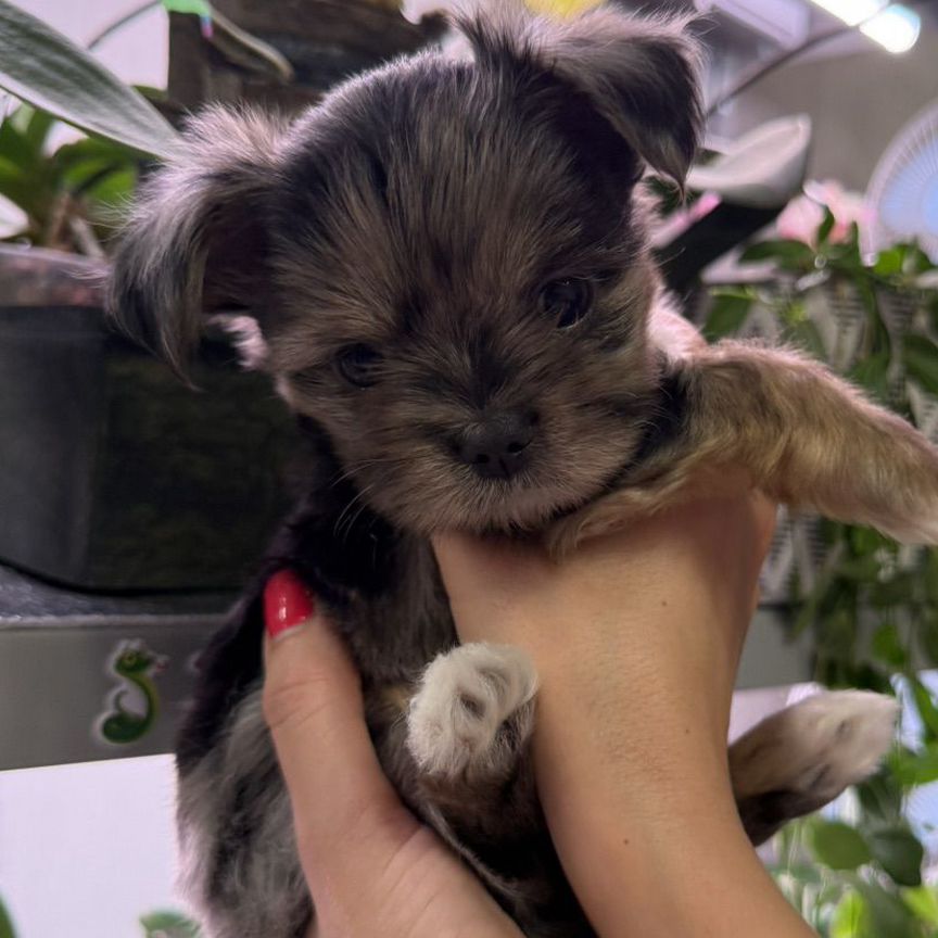 Йоркширский терьер, щенок