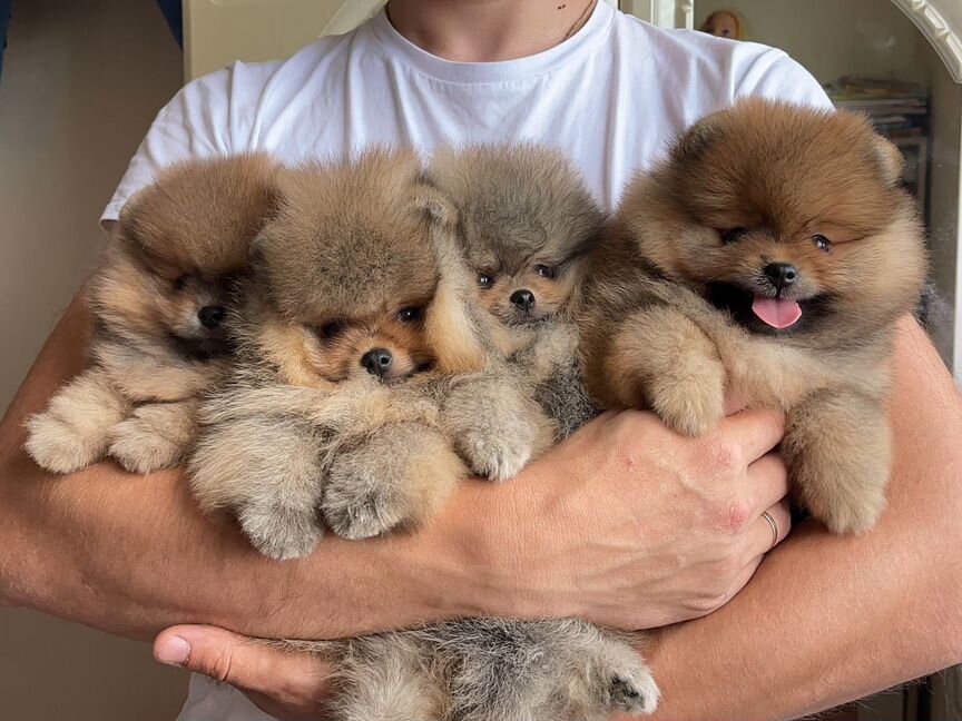 Кукольные детки Померанские шпицы