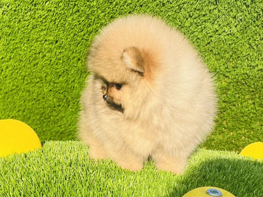 Звездные Мишки Помы от Чемпиона