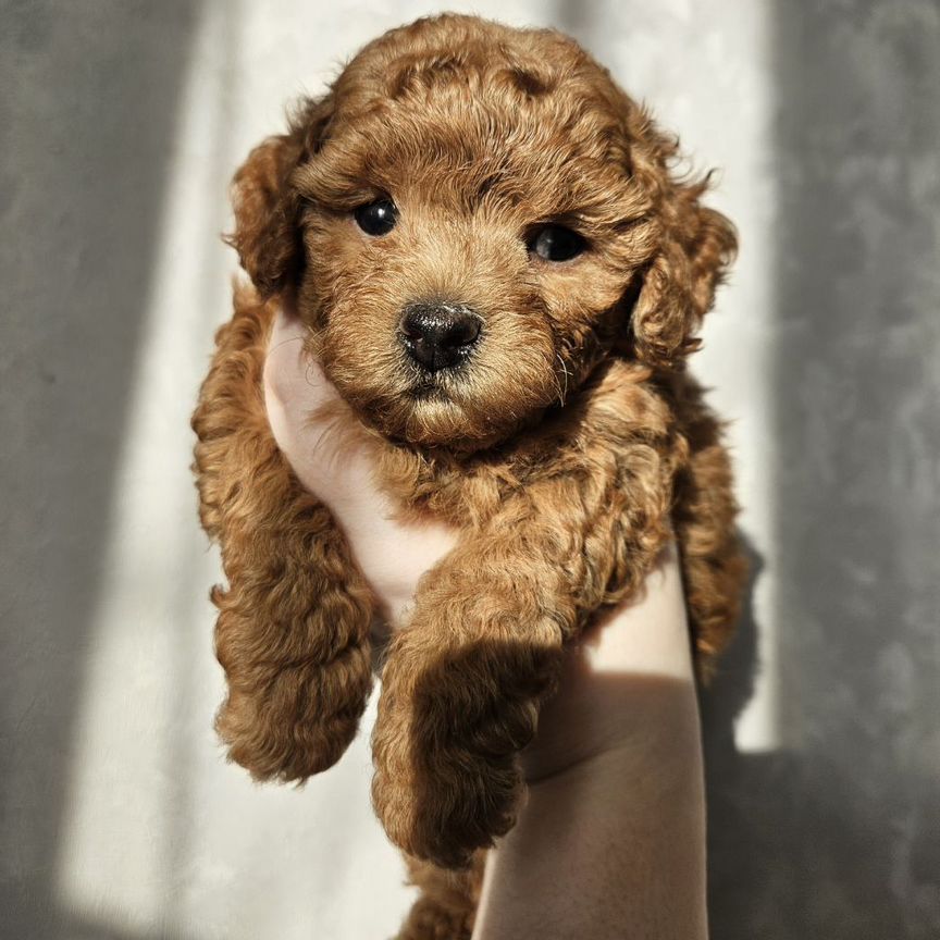 Мальтипу, щенок