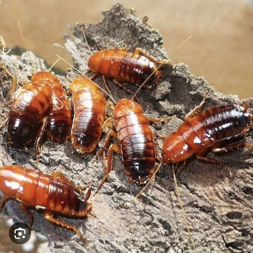 Тараканы для богомола