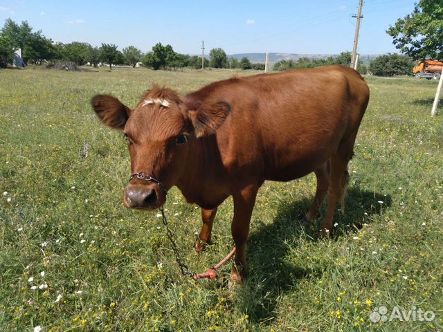 Телка 1 год 4 мес
