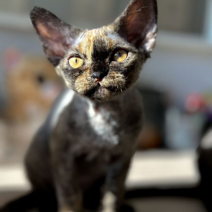Девон Рекс кошечка в breed