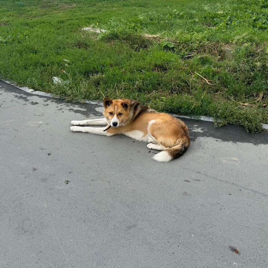 Пес ищет заьотливых хозяев