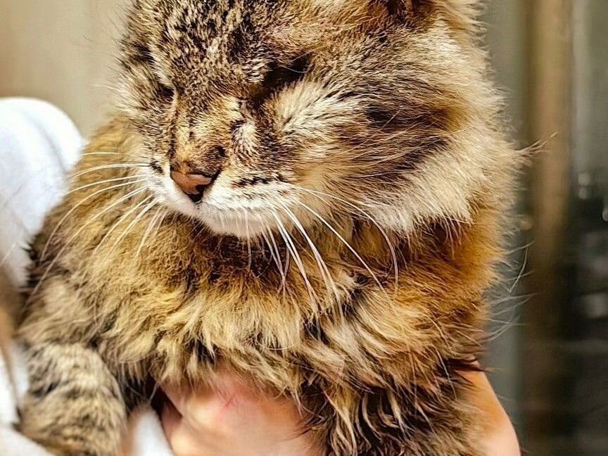 Особенная кошка ждёт своего человека