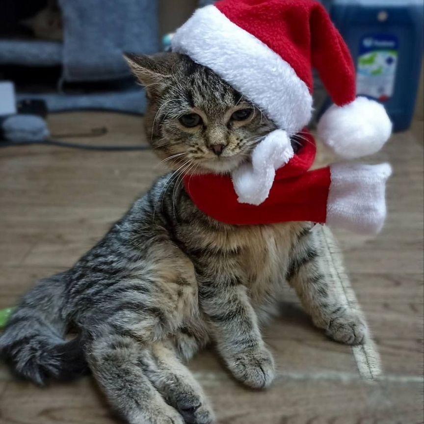 Котенок