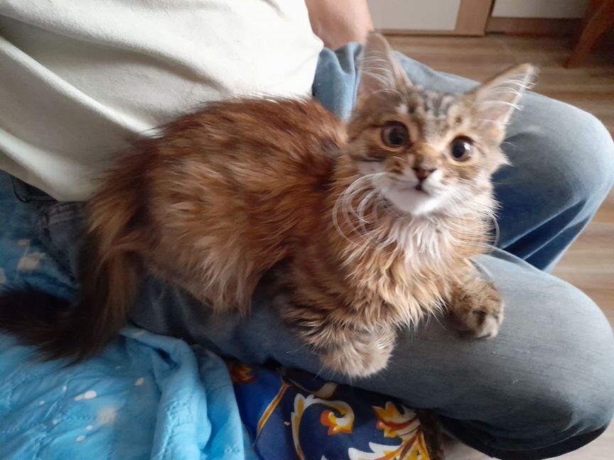 Котята в добрые руки бесплатно