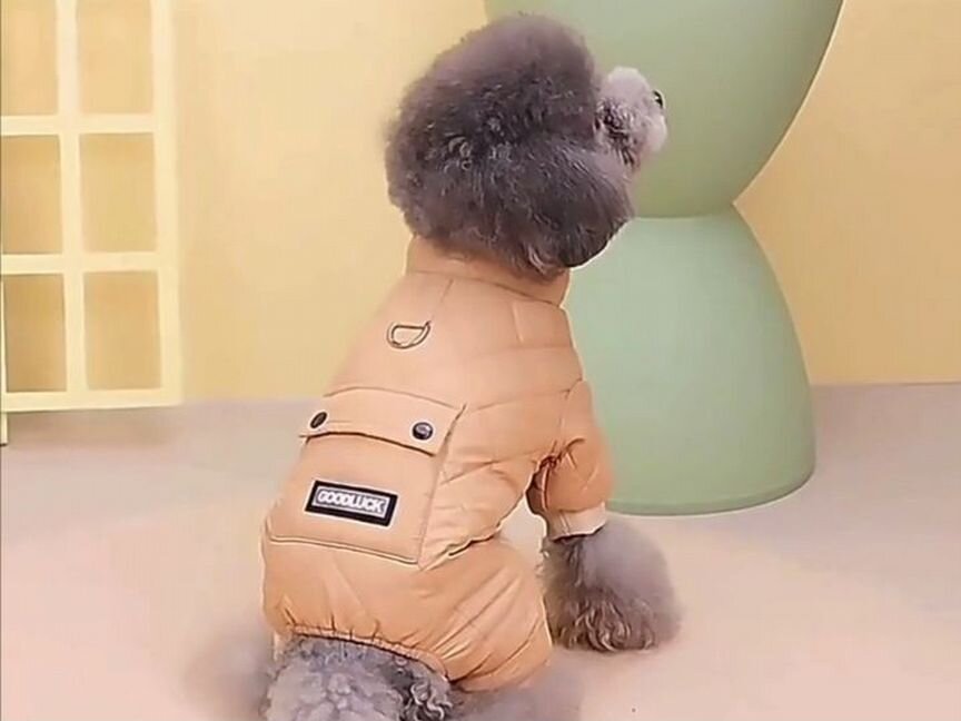 Одежда для собак