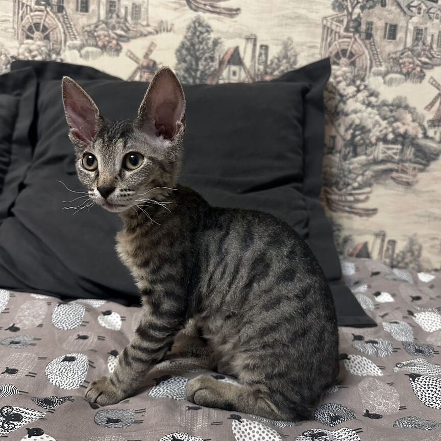 Донской сфинкс браш