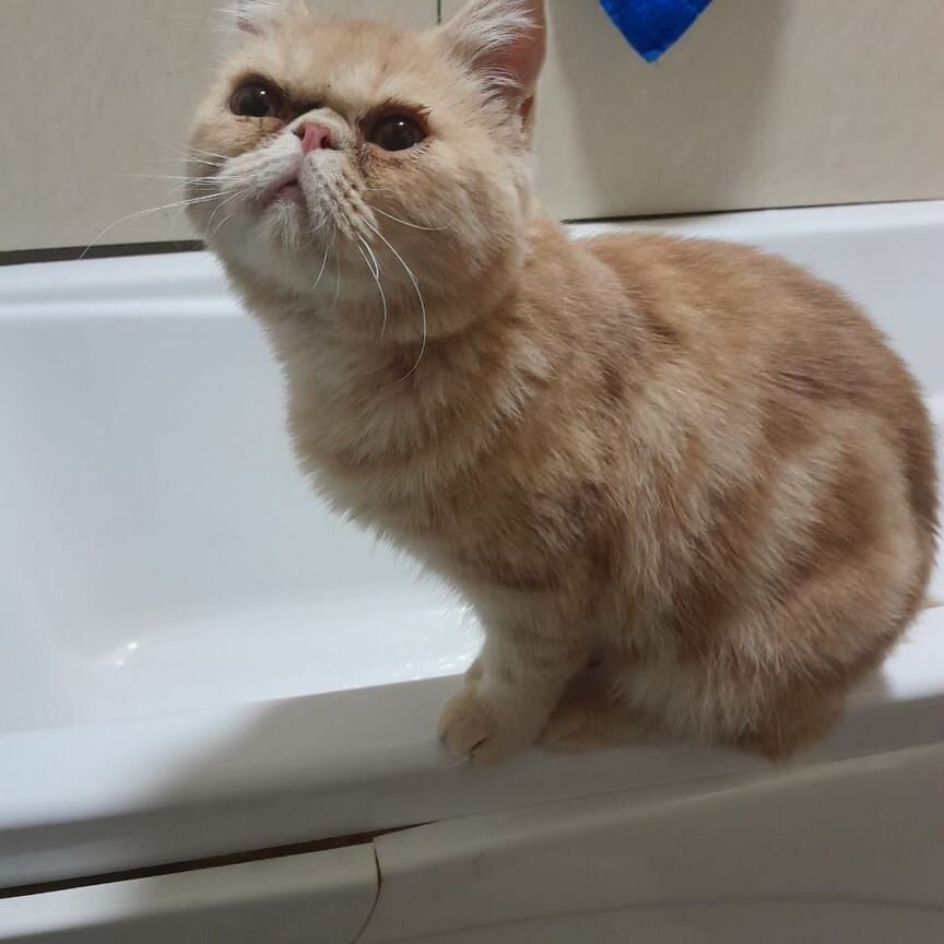 Кот экзот