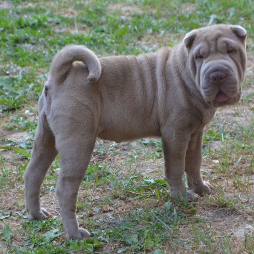 Шарпейки ласкуши