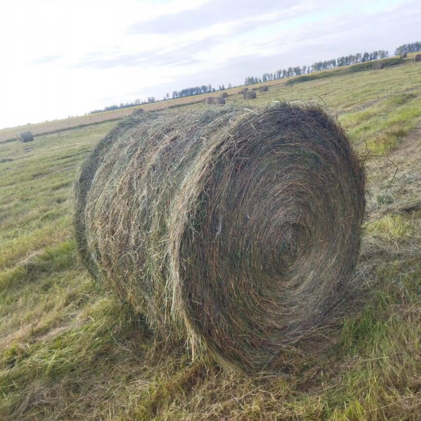 Сено в рулонах
