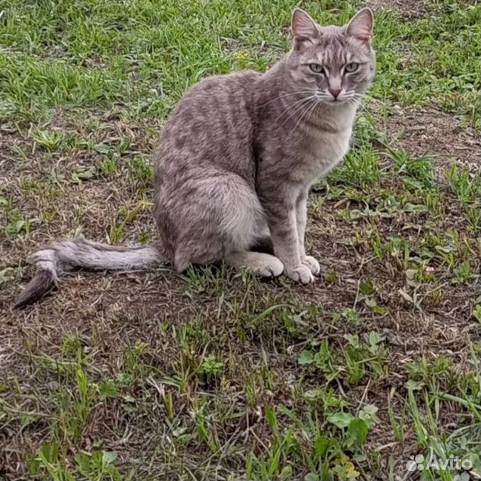 Срочный пристрой кошки