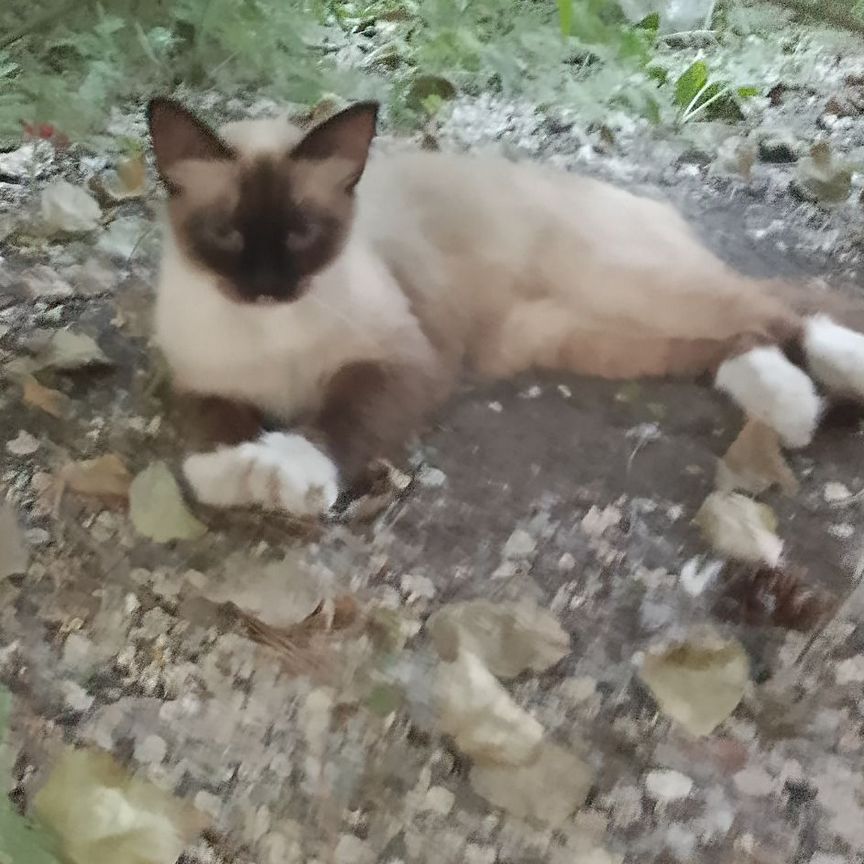 Тайский котёнок