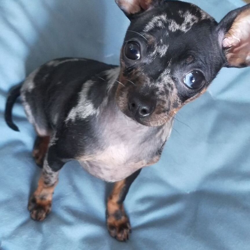 Русский той-терьер, щенок