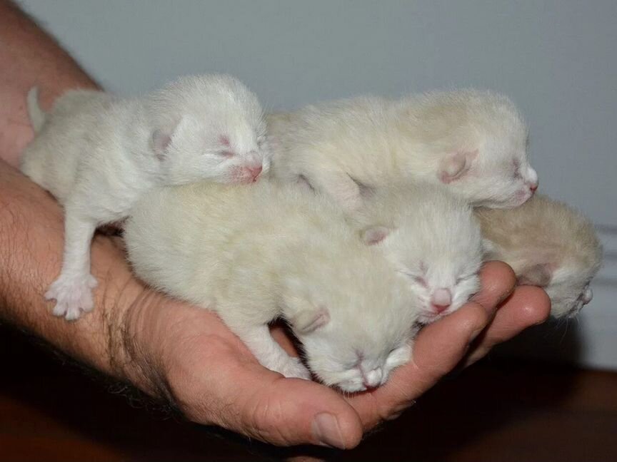 Котята кремовые и трёхцветные