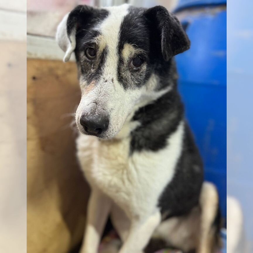 Взрослая собака в добрые руки